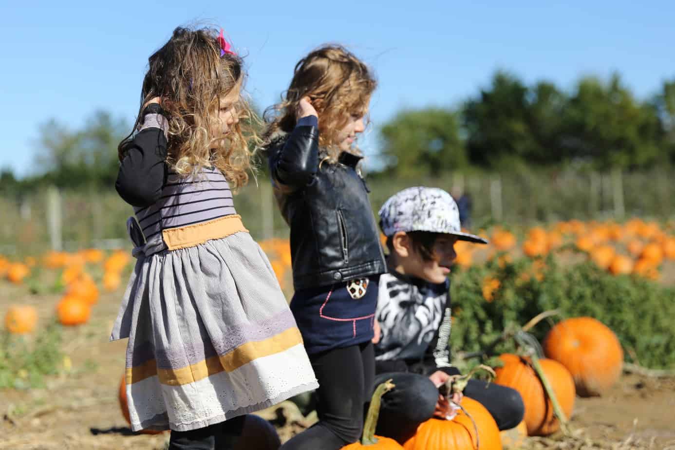 Pumpkin Picking Out East | Stroller in the City
