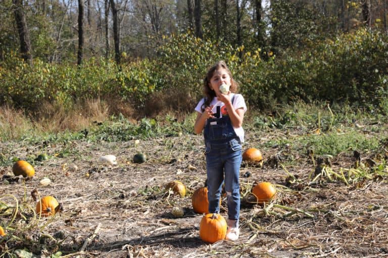 Autumn Harvest | Stroller in the City